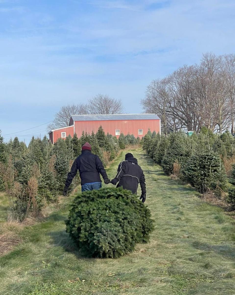 Darlings Tree Farm | Clifton Springs, NY