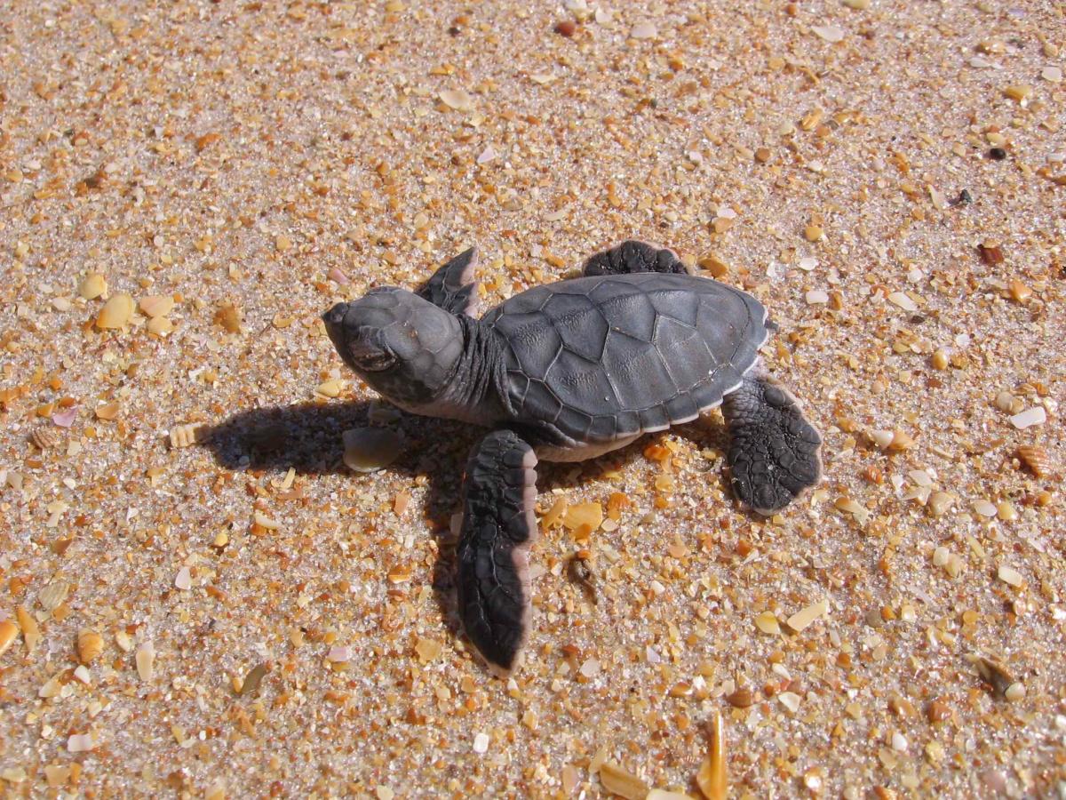 Flagler Turtle Patrol | Ponce Inlet, FL 32127