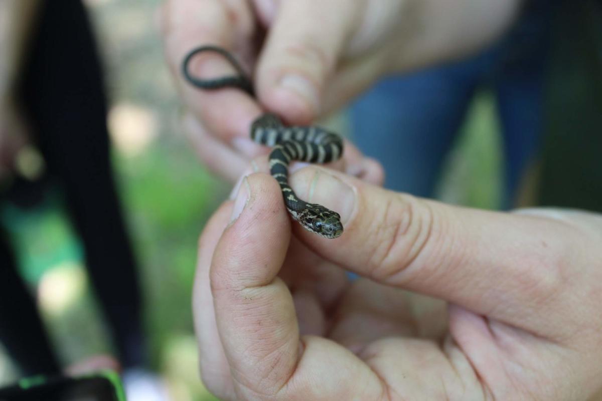 Virtual Creature Feature: SSSS-Snakes!