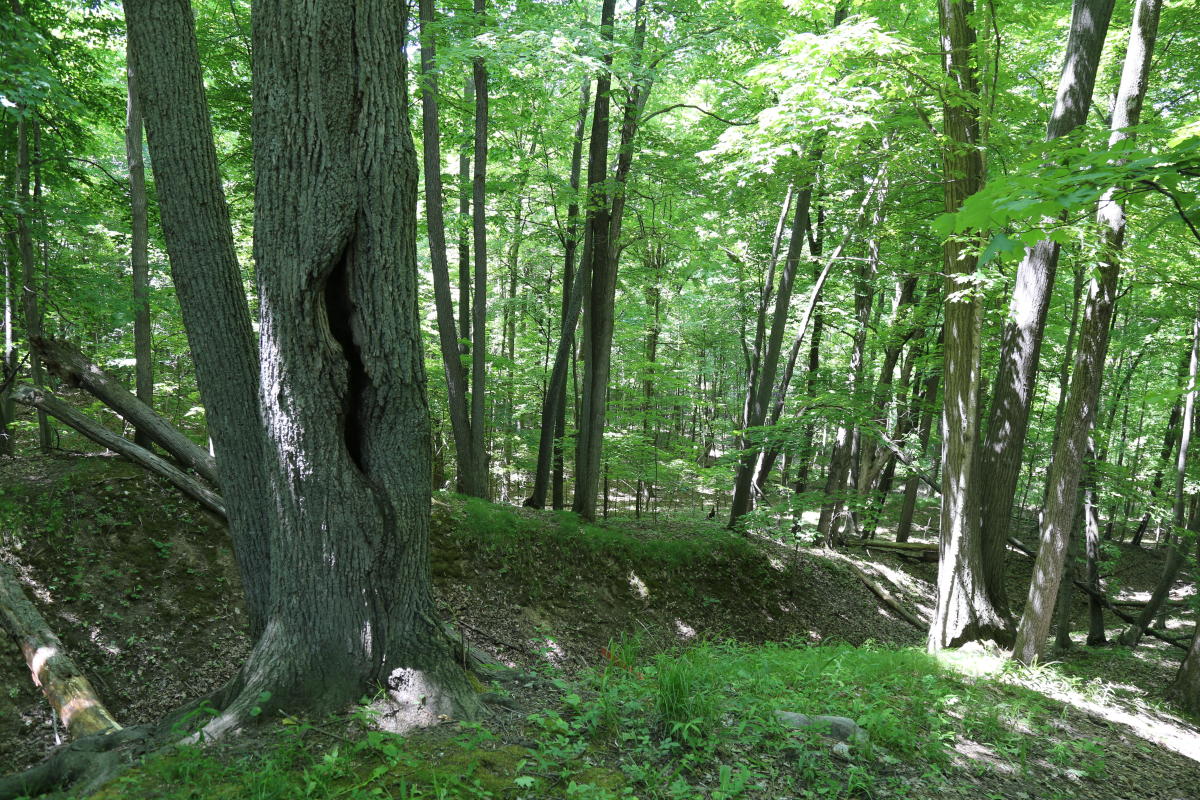 Hogbacks Area