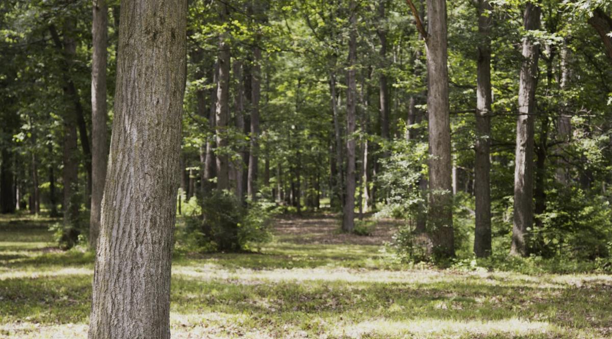 Nature Photography Hike at Max Brandon Park