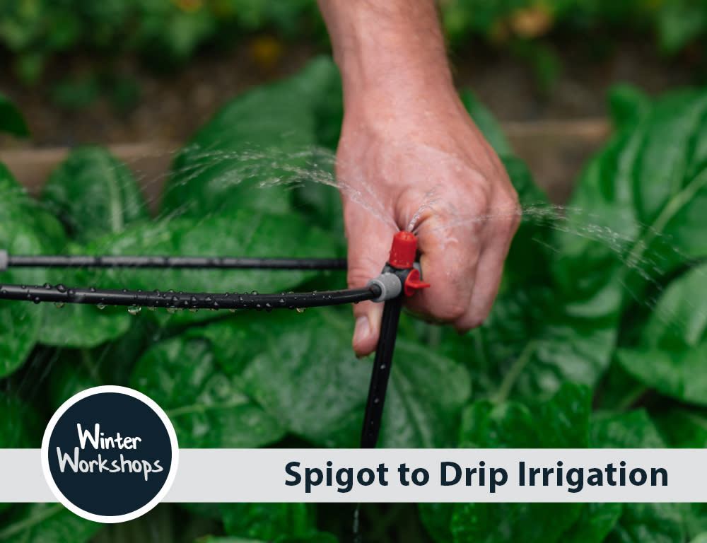 Spigot to Drip Irrigation