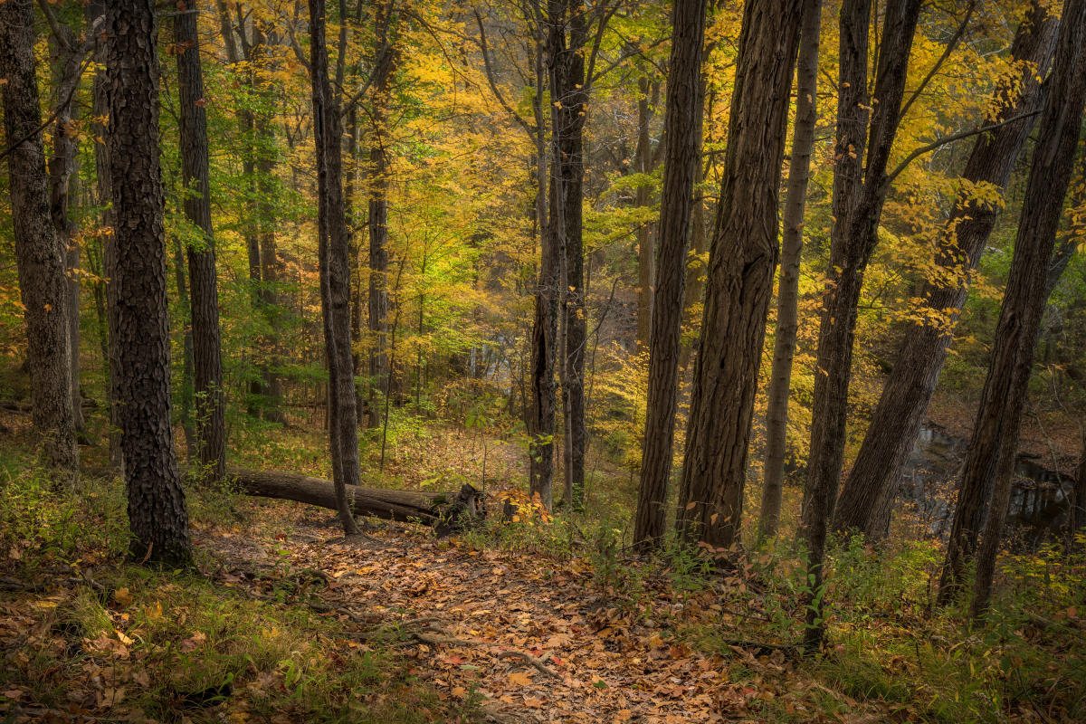 Dustin, Johnson and Whitehurst Preserve