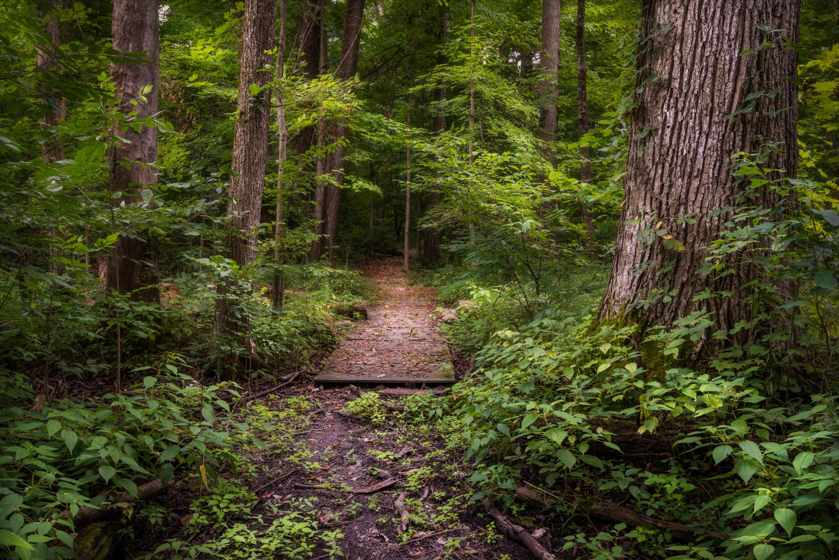 Fogwell Forest