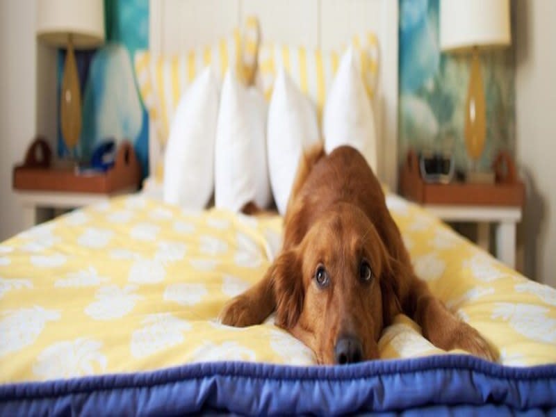 🐾 Furry Friends Welcome Package at Residence Inn Fort Wayne 🐶🐱