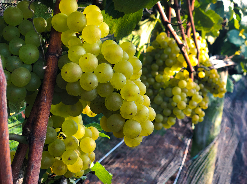 Linganore Winecellars