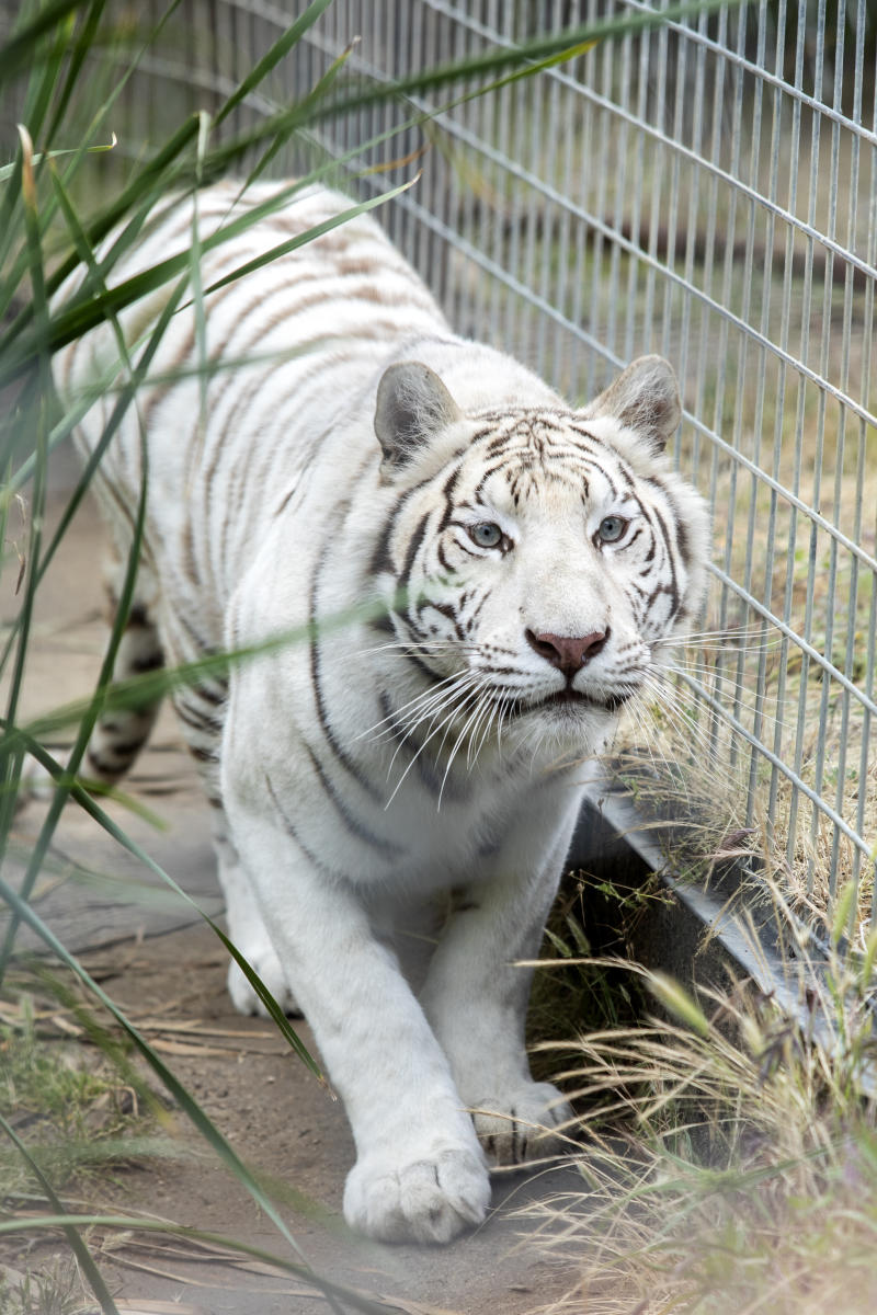 Project Survival Cat Haven