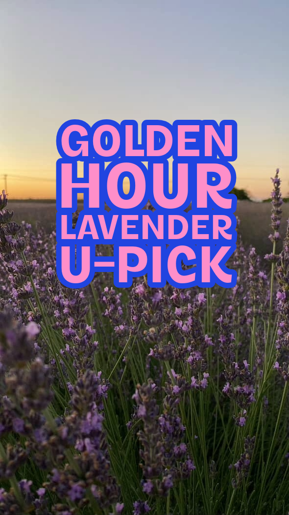 Solace Farms: Golden Hour Lavender U-Pick