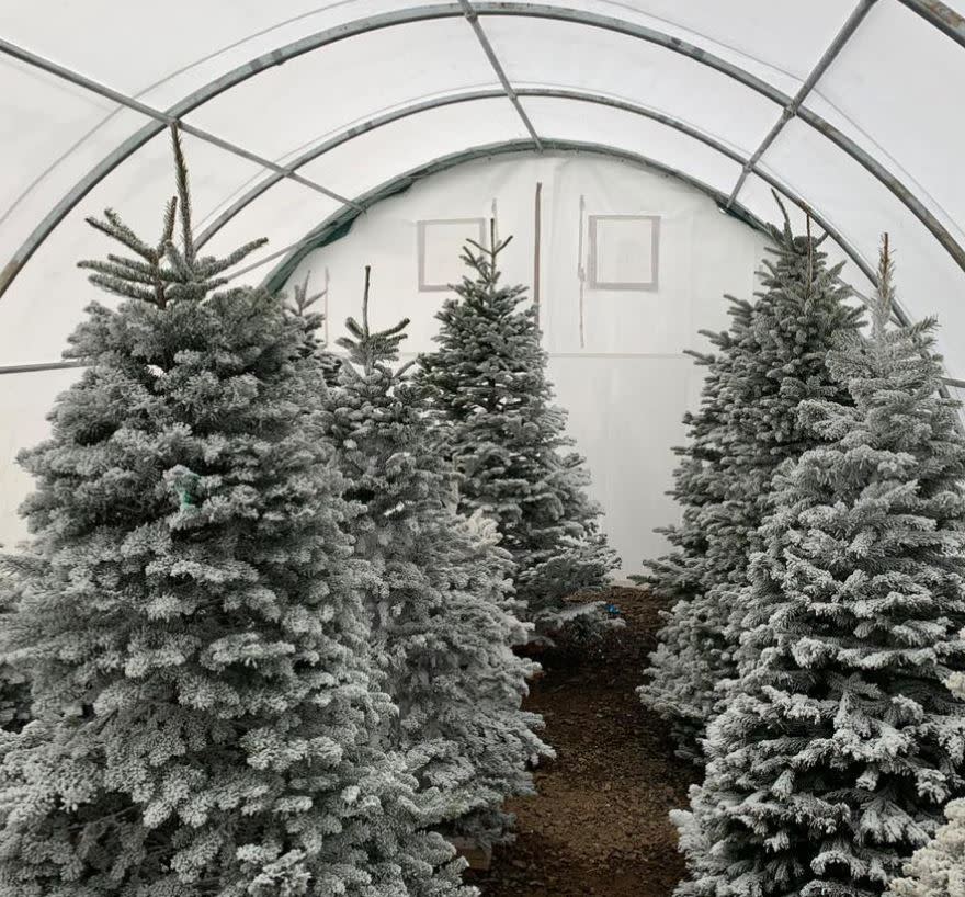 Willow Tree Farms