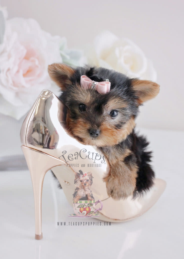 TEA CUPS PUPPIES AND BOUTIQUE