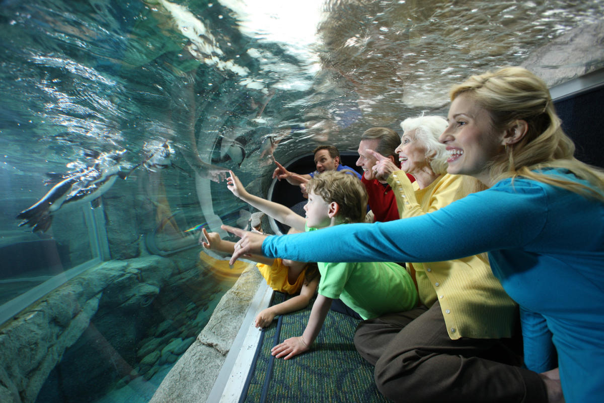 Ripley's Penguin Playhouse - Explore Gatlinburg, TN