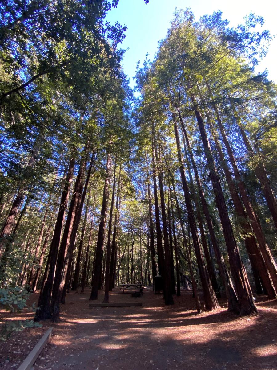 Mt Madonna County Park
