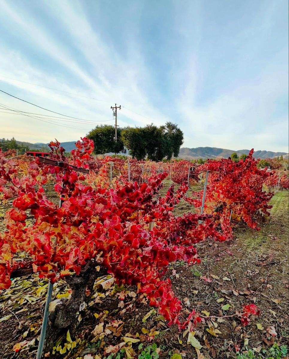 Besson Family Vineyards