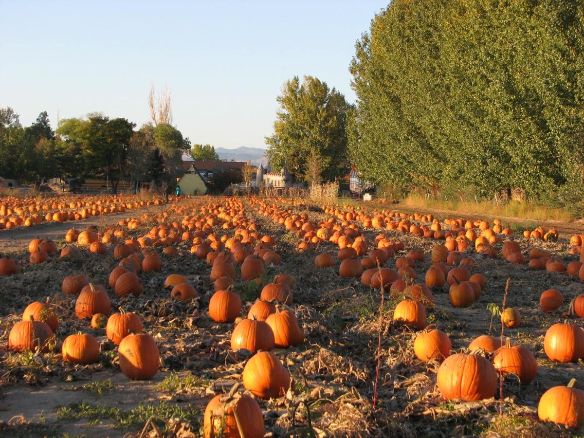 Moon Farm | Fruita, CO