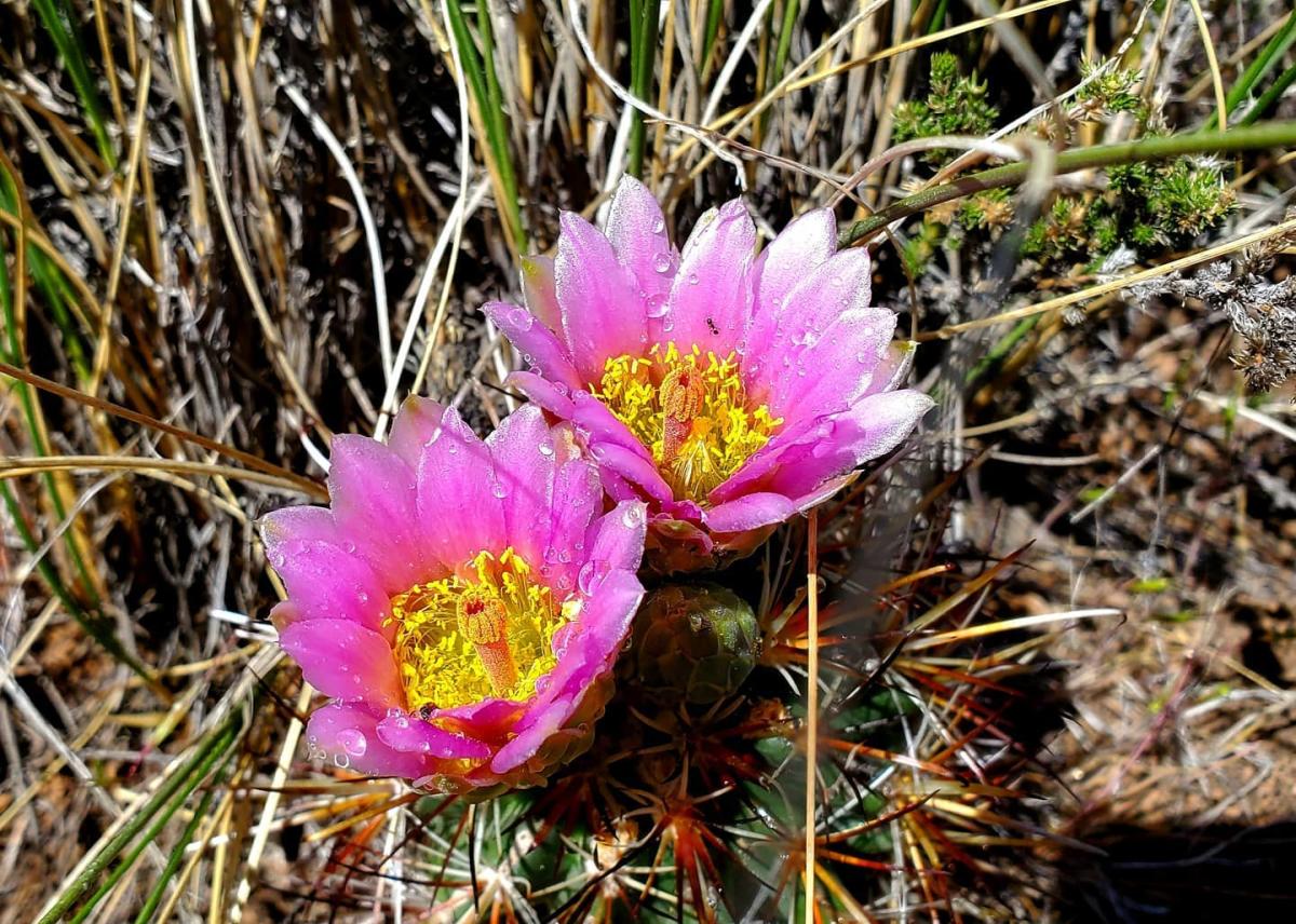 Rabbit Valley Trail System