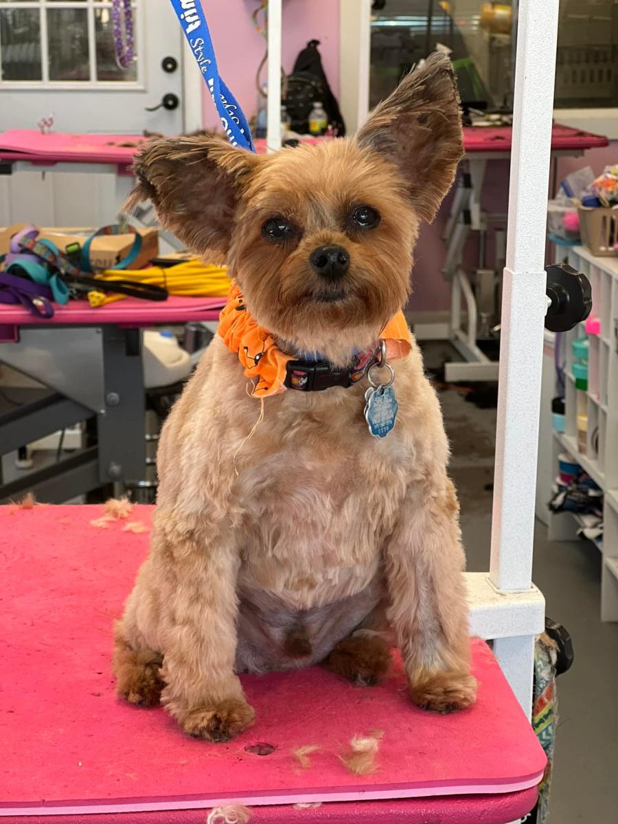 Best In Show Pet Grooming