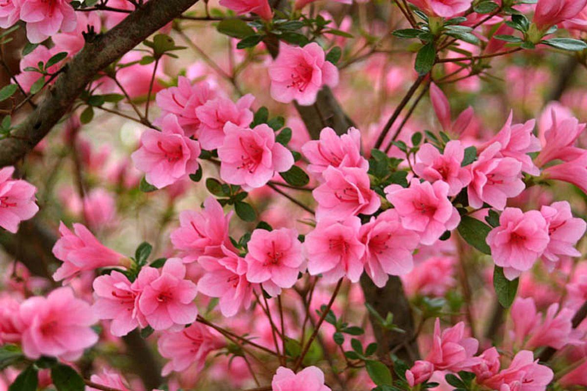 Muskogee Azalea Festival 2025 | Green Country Oklahoma | Official Site