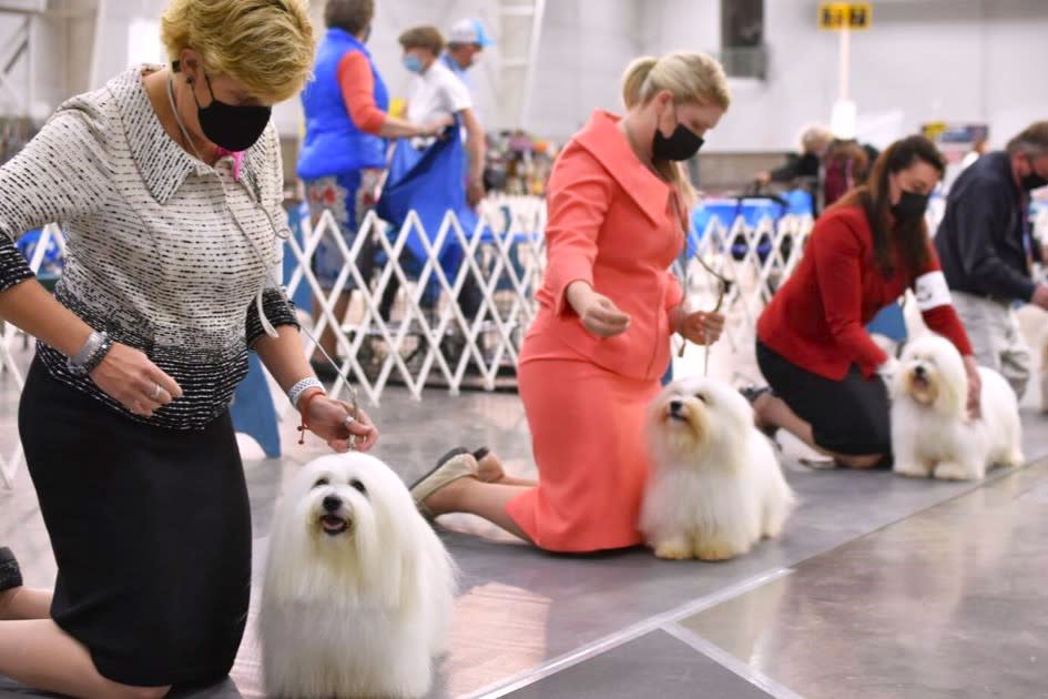 Claremore Kennel Club Dog Show | Green Country Oklahoma | Official Site