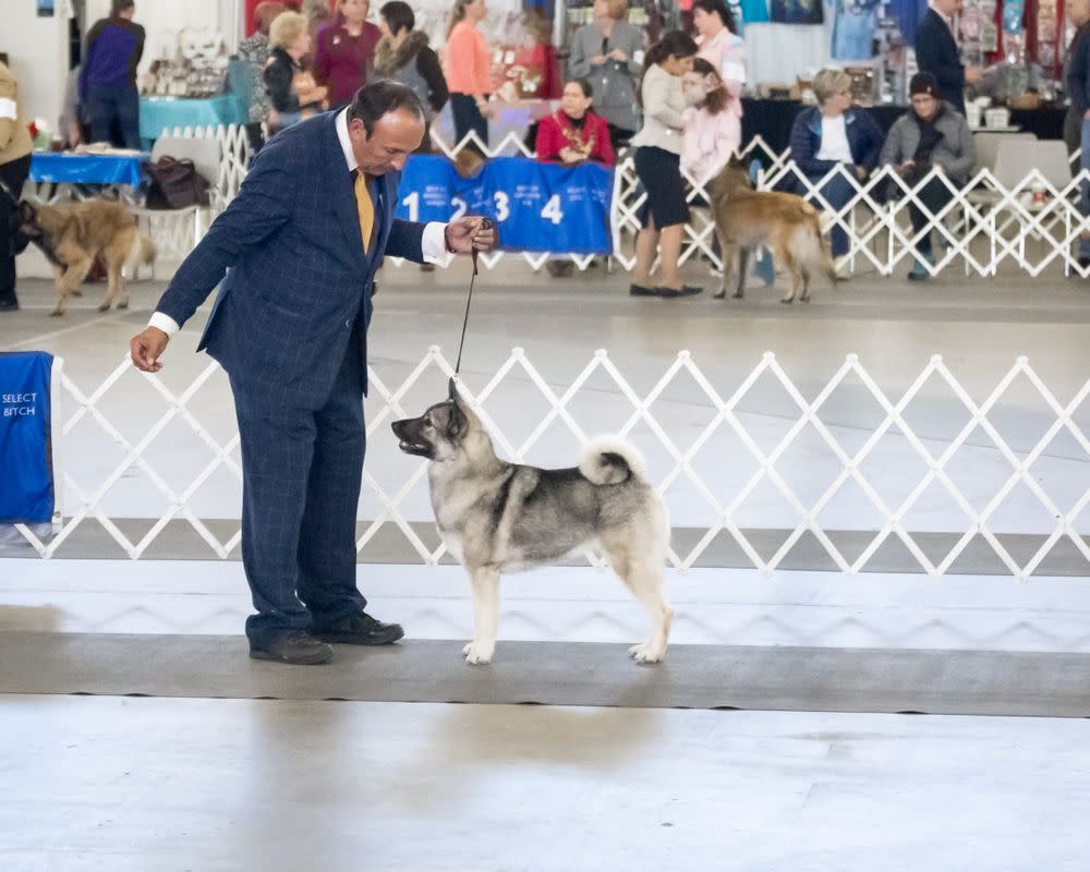 Dog Iron Cluster Dog Show | Green Country Oklahoma | Official Site