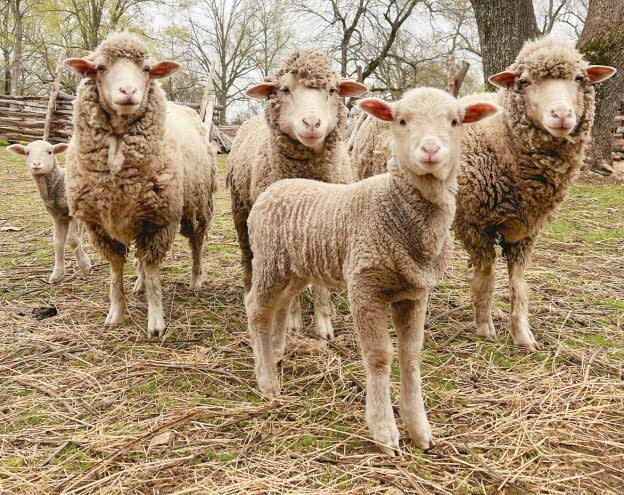 Heritage Breed Poultry and Sheep Workshop | Green Country Oklahoma ...