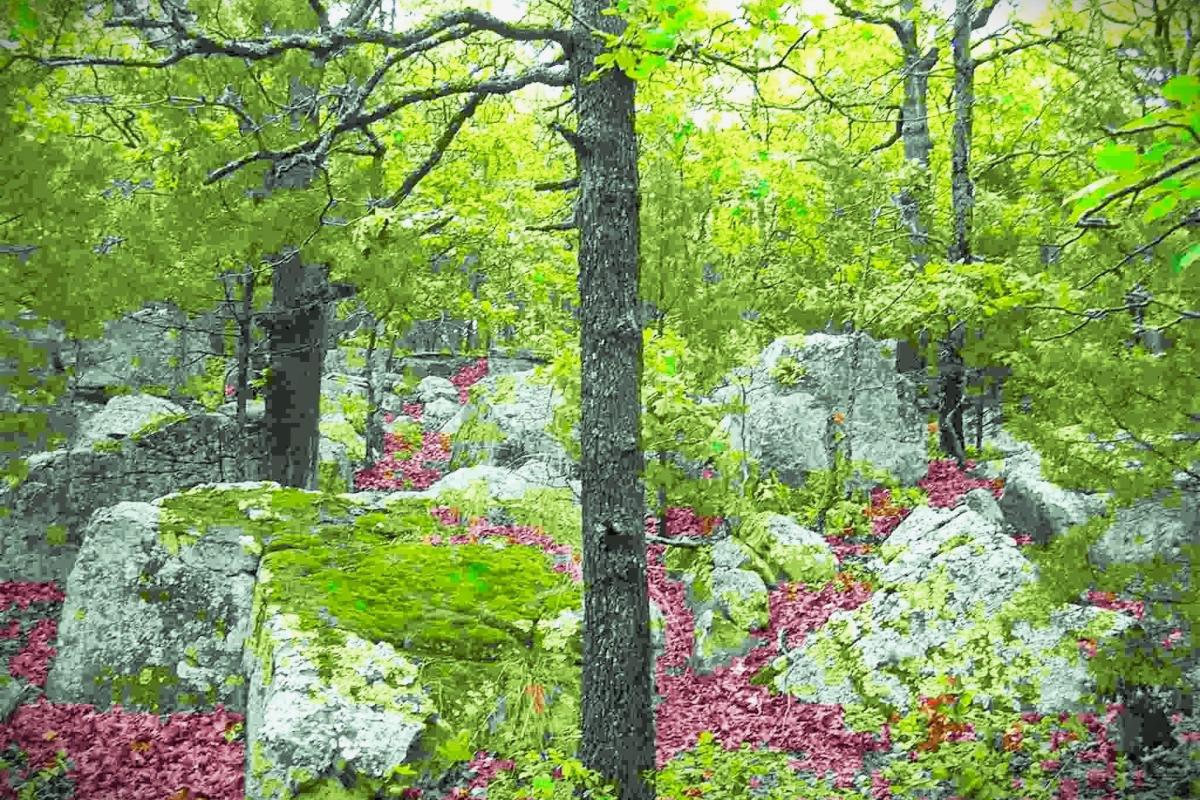 Keystone Ancient Forest | Green Country Oklahoma | Official Site