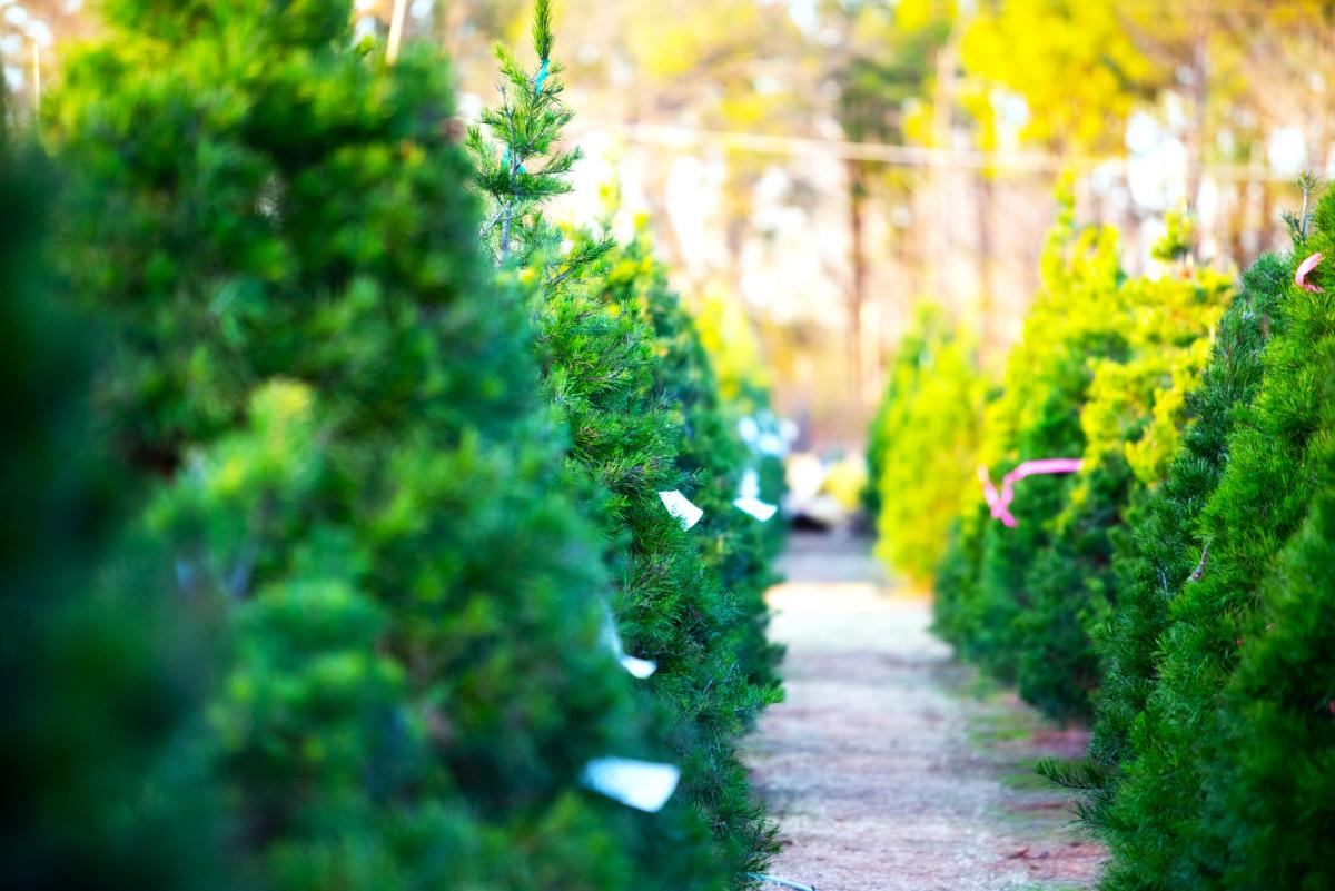 Owasso Christmas Tree & Berry Farm | Green Country Oklahoma | Official Site