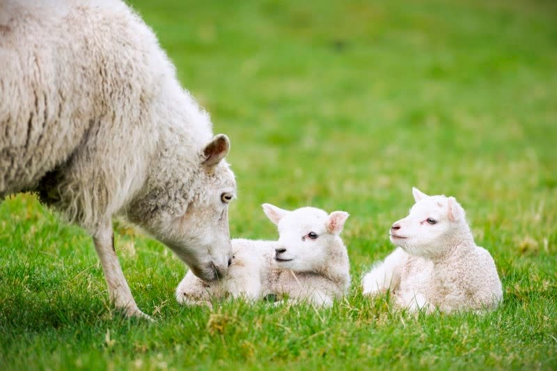Woolly Weekend at Shepherd's Cross | Green Country Oklahoma | Official Site