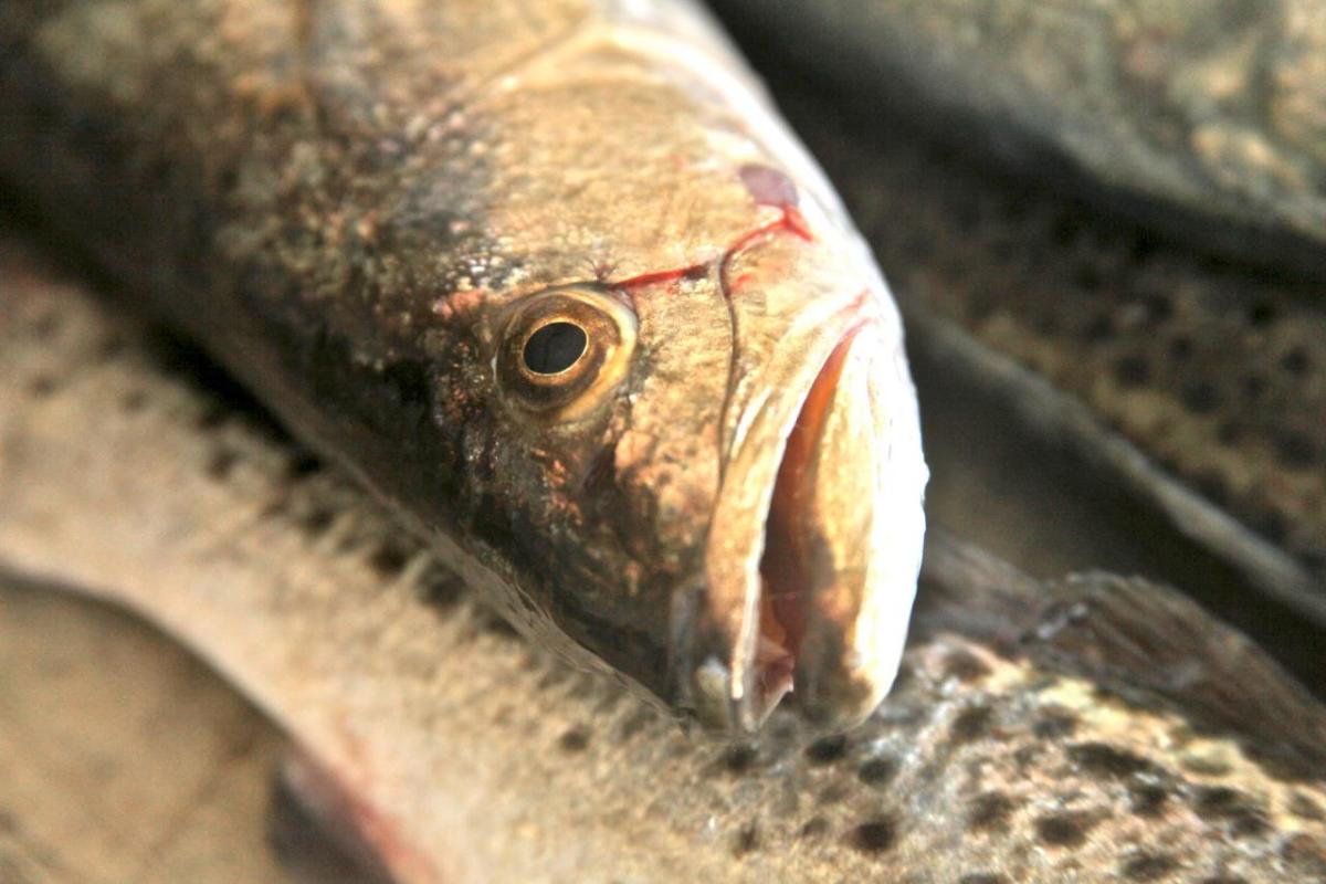 Shore Thang Charters