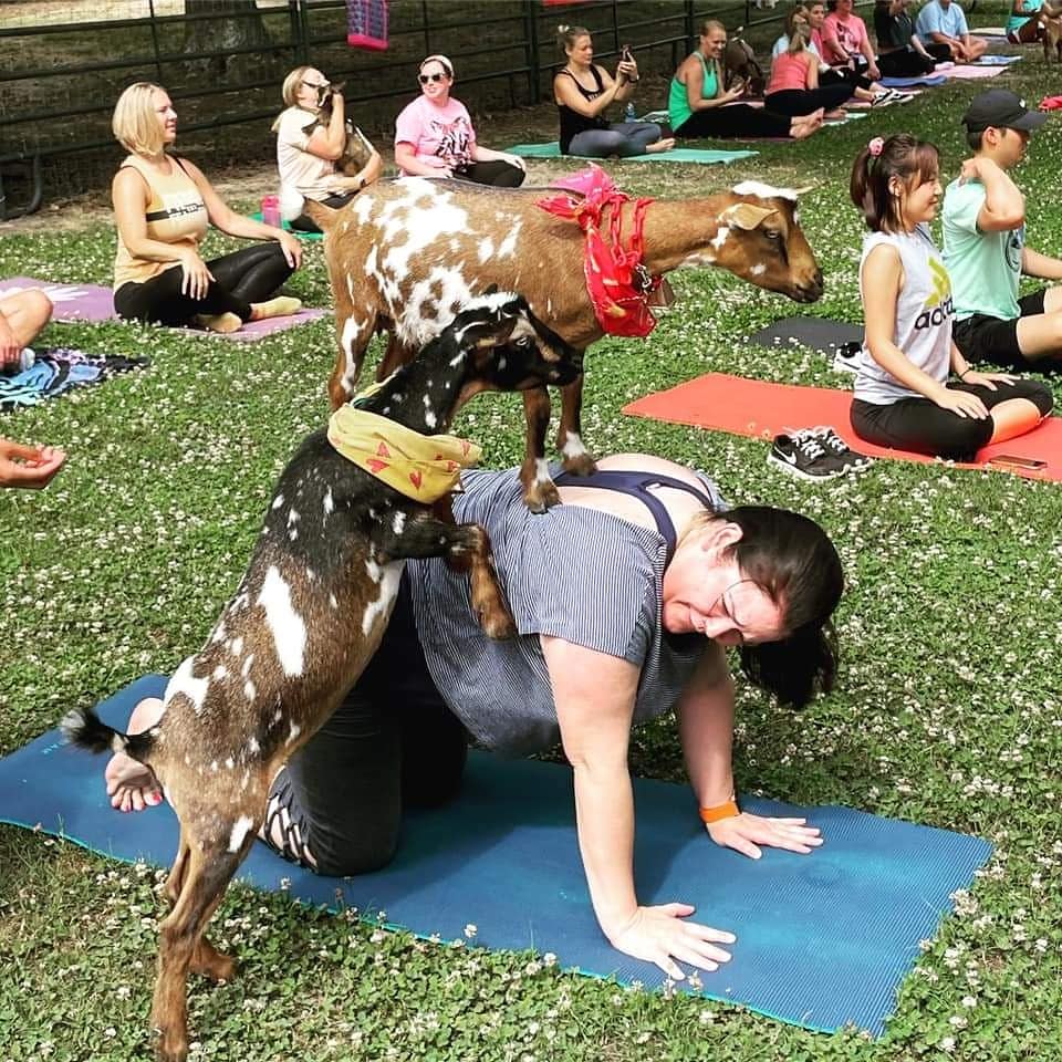 Goat Yoga on the Farm | Gwinnett County, GA