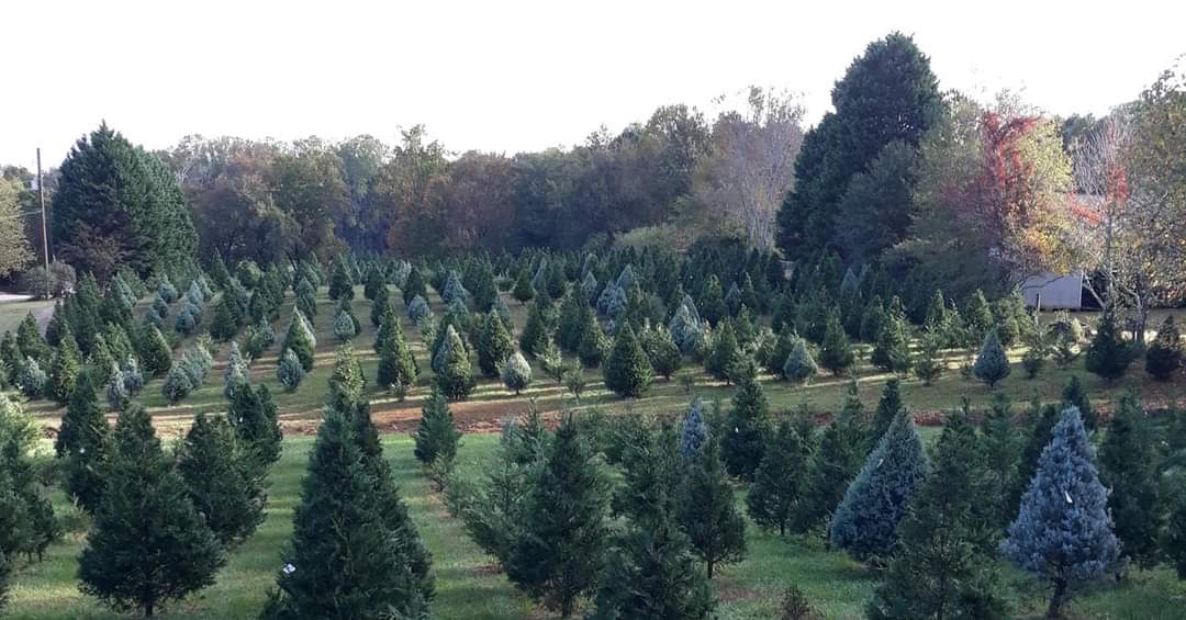Thompson's Tree Farm | Gwinnett County, GA