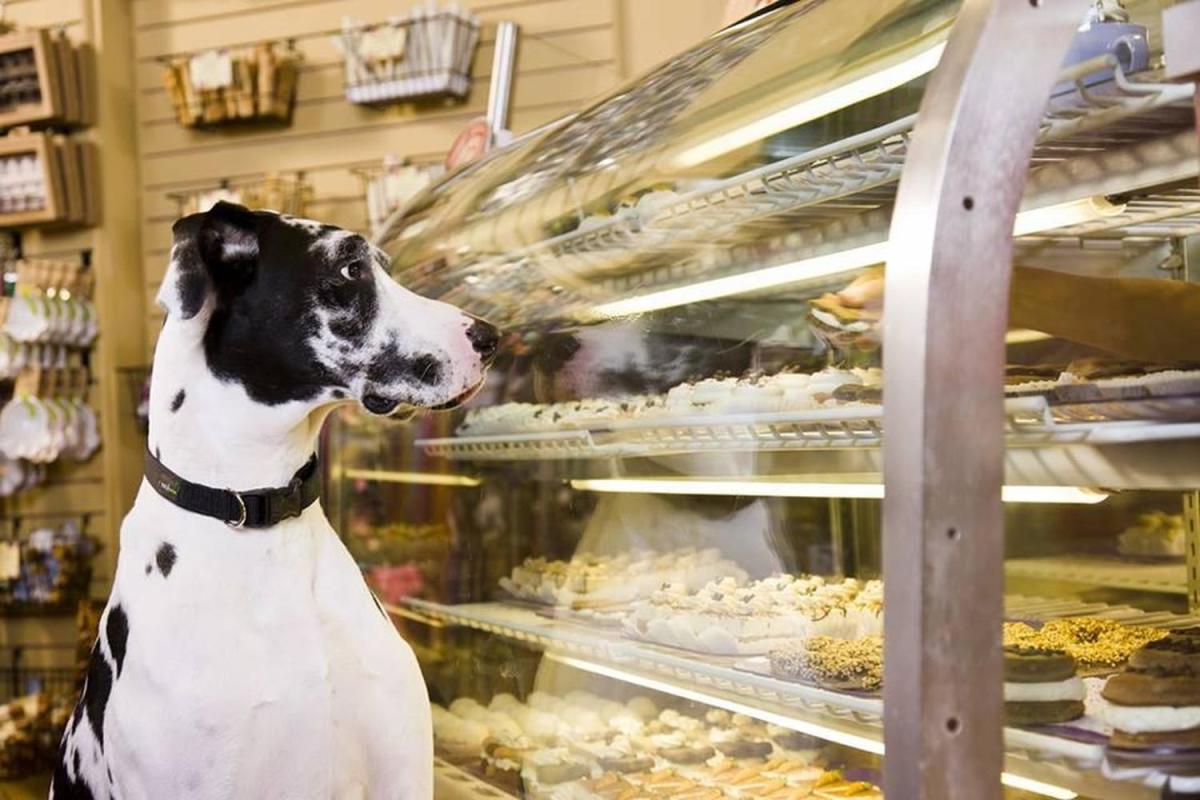 Three Dog Bakery | Gwinnett County, GA