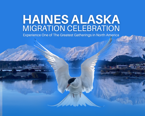 Haines Alaska Migration Celebration
