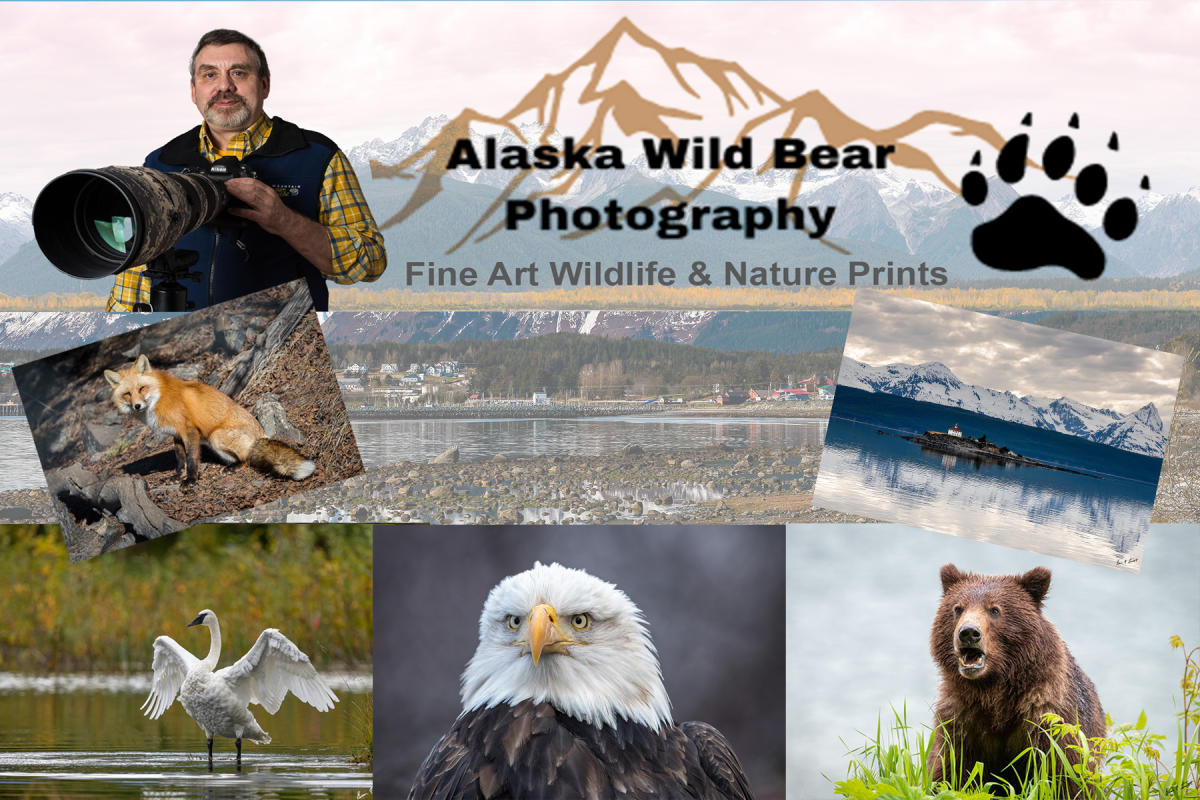 Alaska Wild Bear Photography