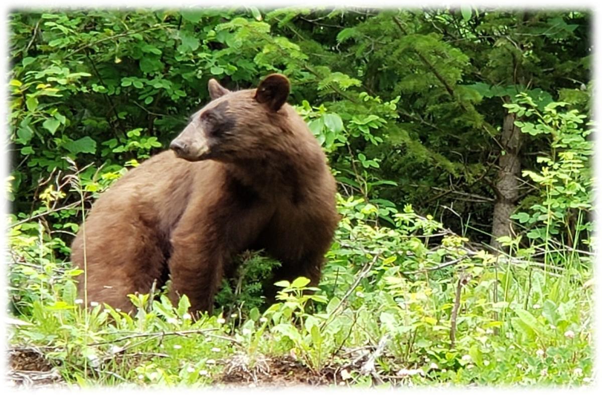 Miss Lucy's Shuttle & Tours