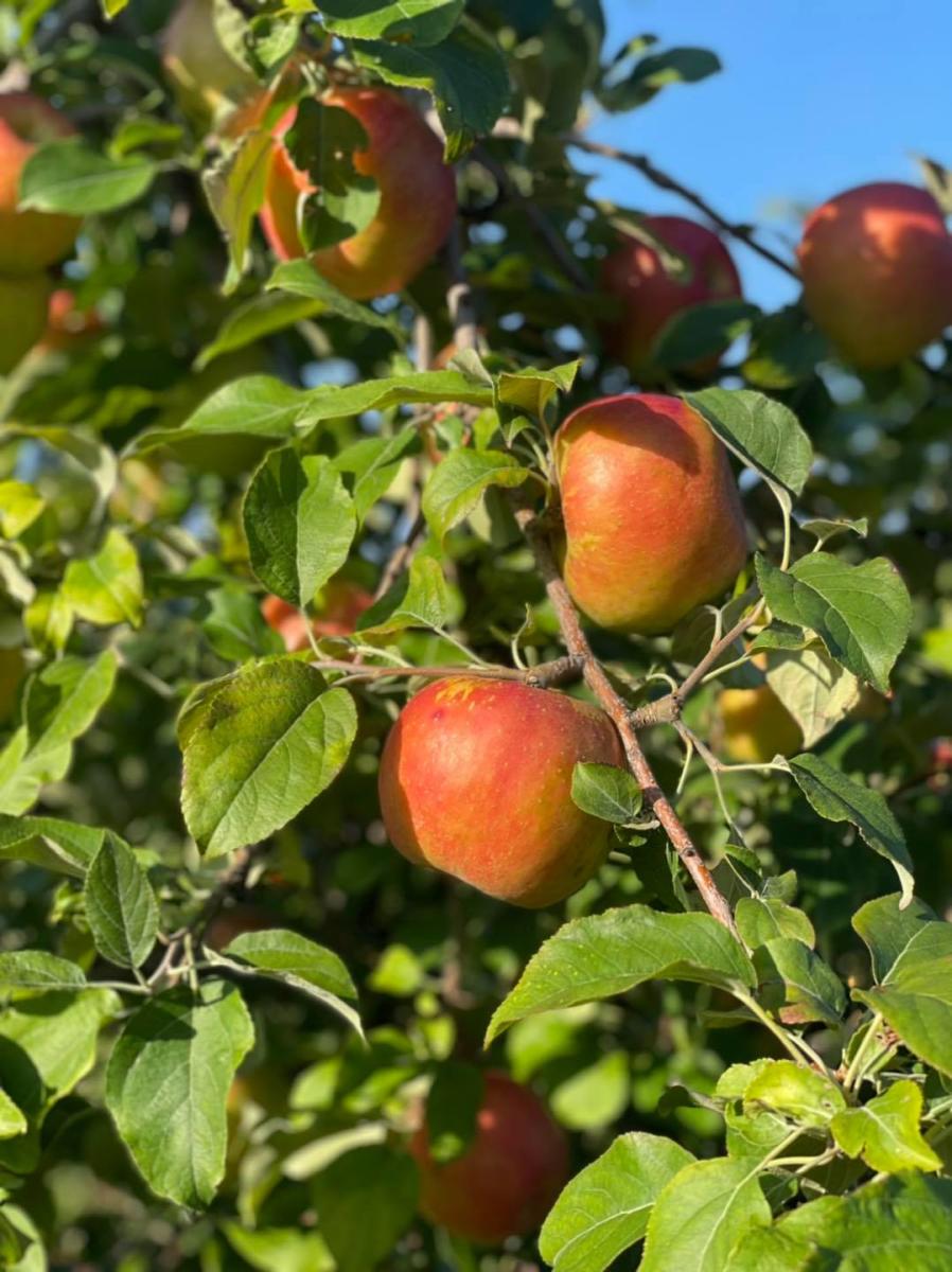 Perry Lowe Orchards
