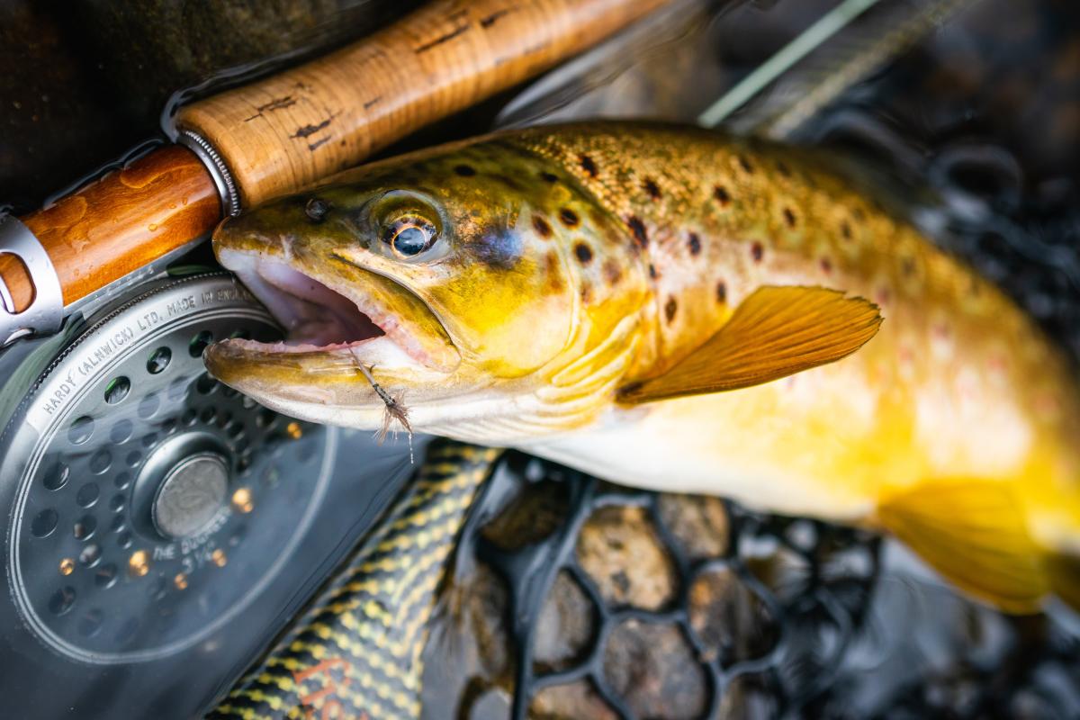 Brookings Anglers & Fly Shop