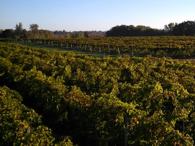 Fenn Valley Vineyards & Wine Cellar