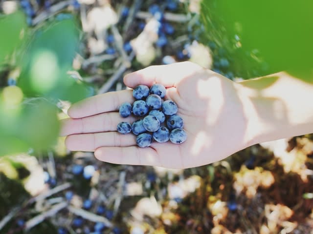 Blue Star Blueberries