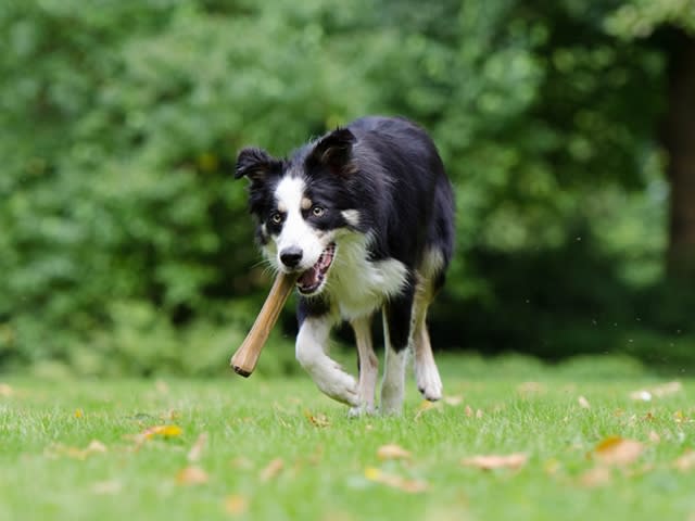 Park Township Dog Park