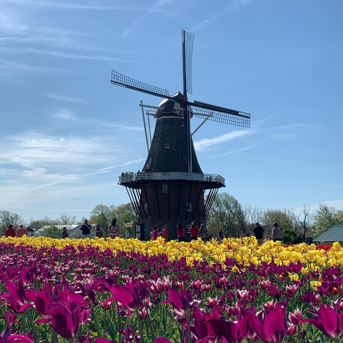 Tulip Time