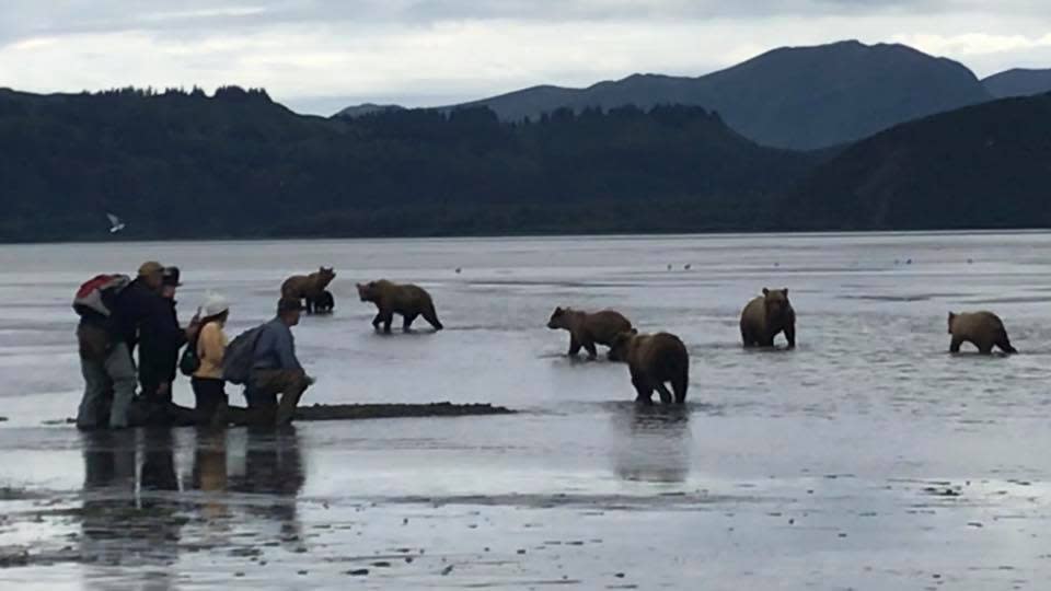 Bear Viewing in Alaska