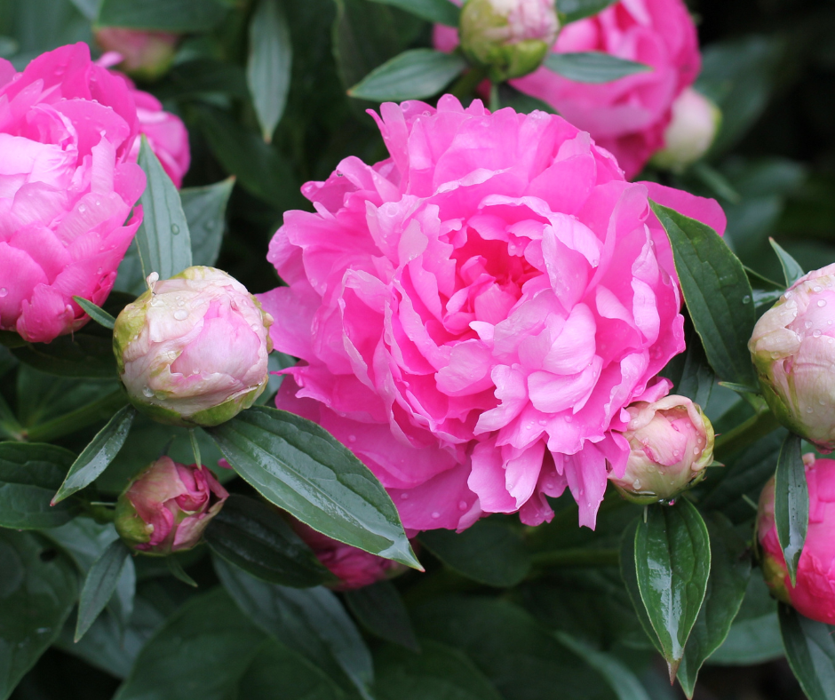 Annual Homer Peony Celebration