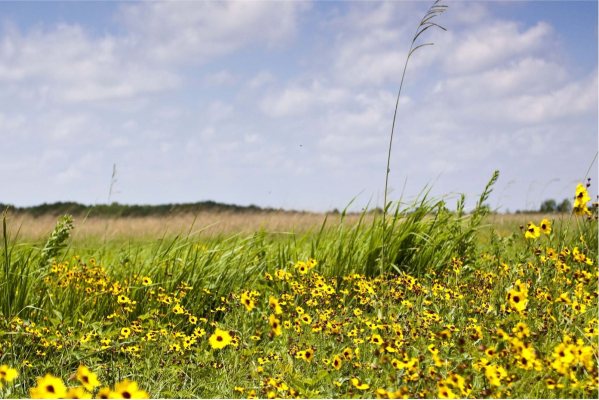 Coastal Prairie Conservancy | Things To Do in Houston, TX