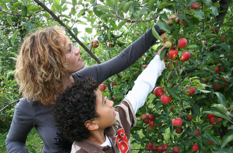 County Line Orchard