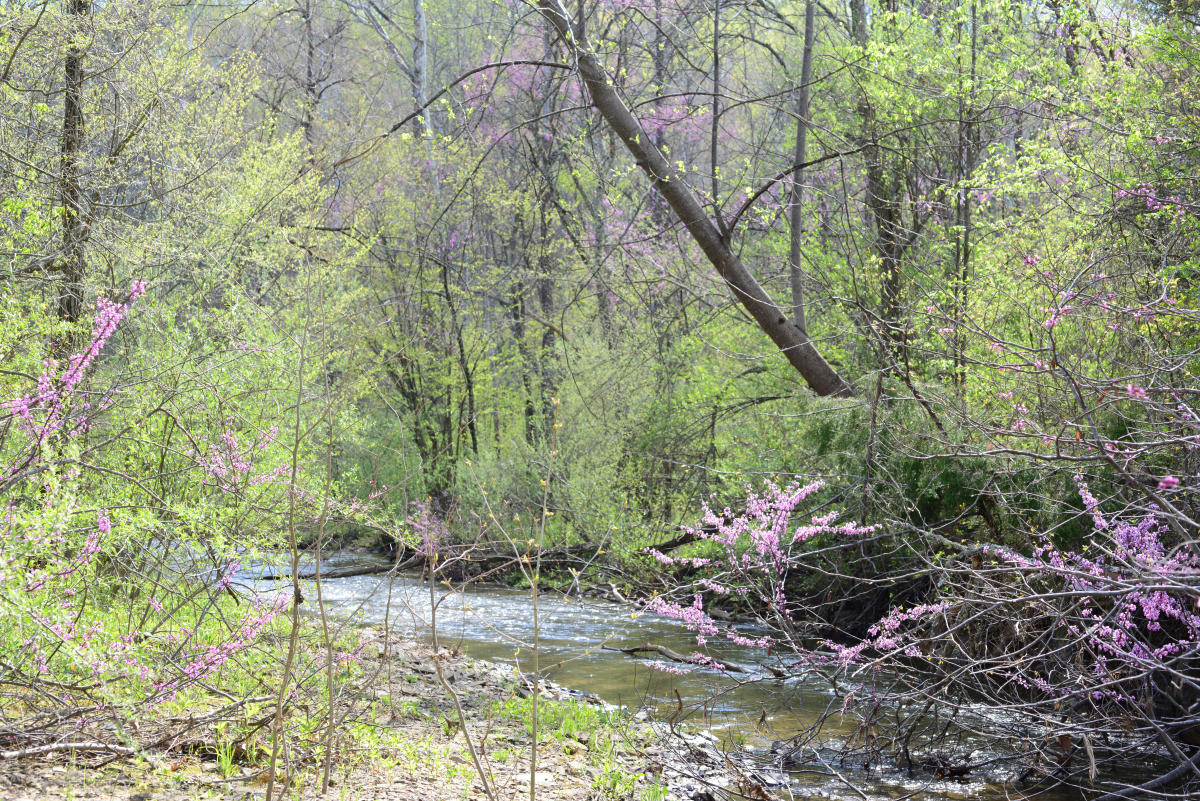 Yellowwood State Forest