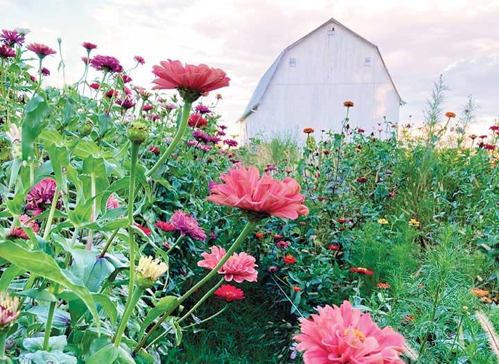 Little Hill Flower Farm