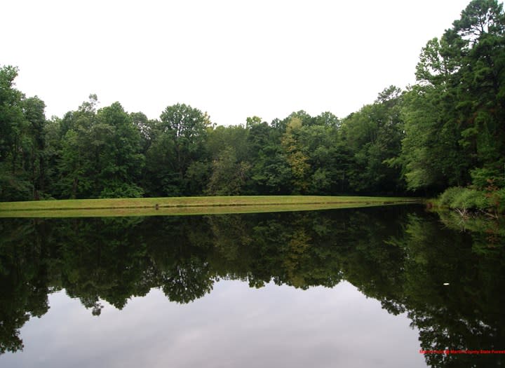 Martin State Forest