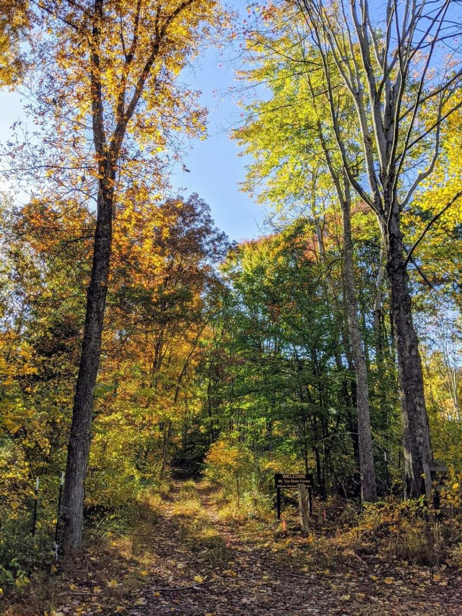 Mt. Tea State Forest