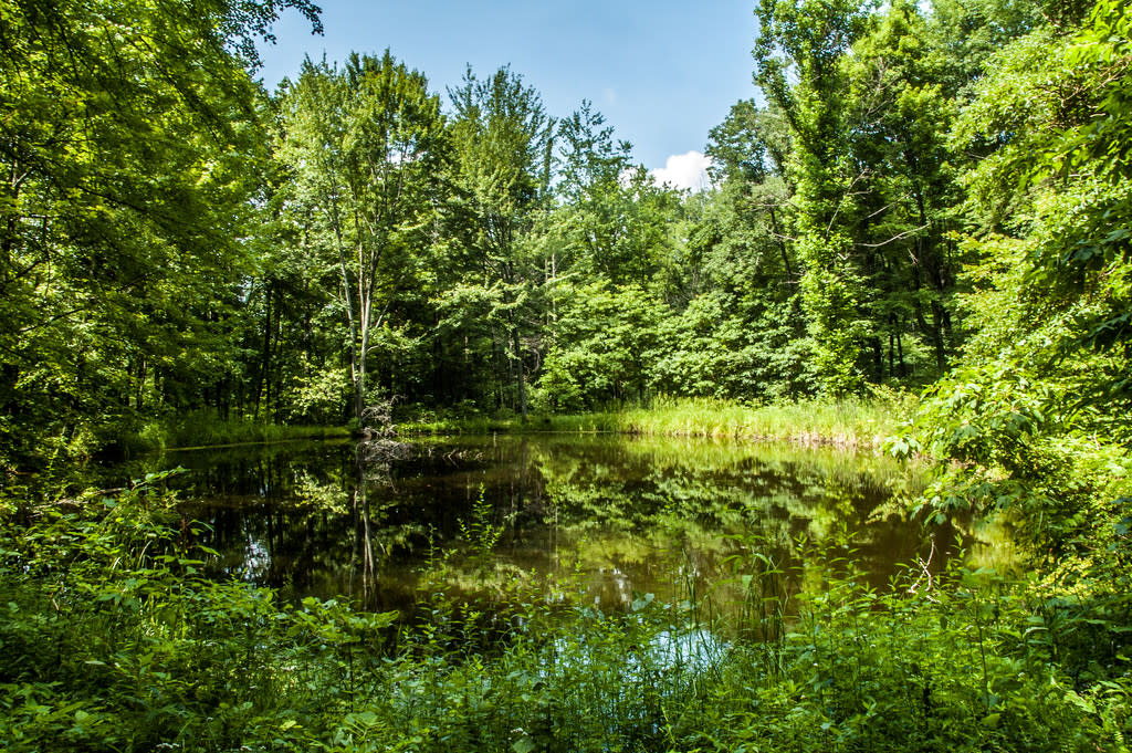 Owen-Putnam State Forest