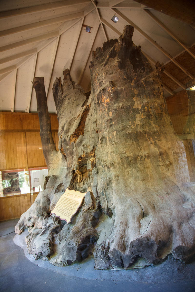 World's Largest Sycamore Stump